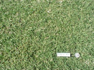 Turfgrasses - Easton Sod Farms Inc.